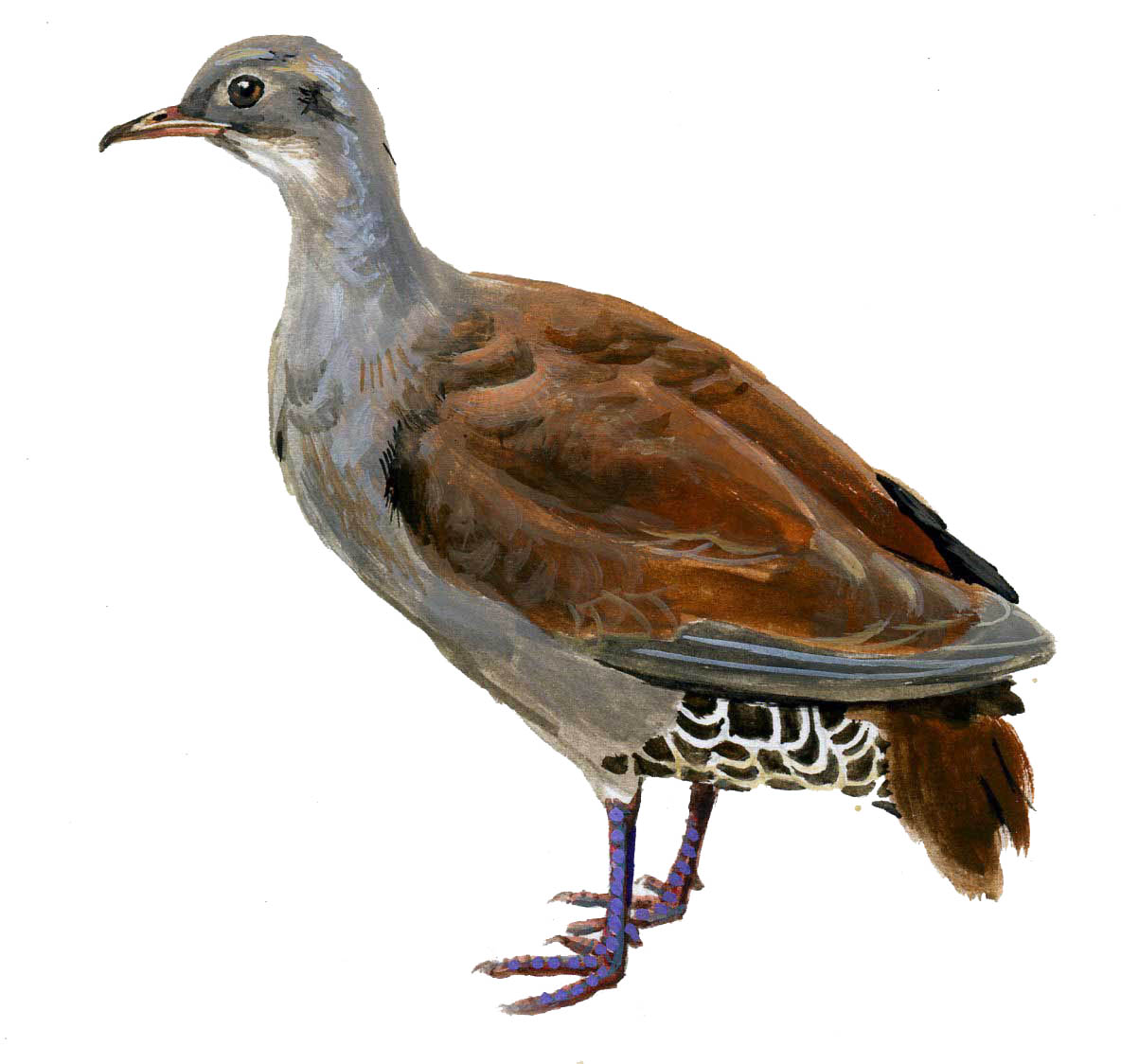 TATAUPÁ MONTARAZ – Aves Argentinas