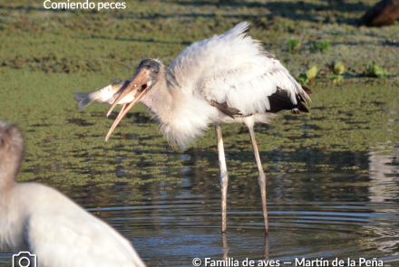 TUYUYÚ – Aves Argentinas