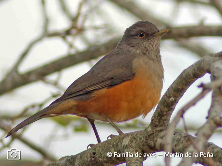ZORZAL COLORADO – Aves Argentinas
