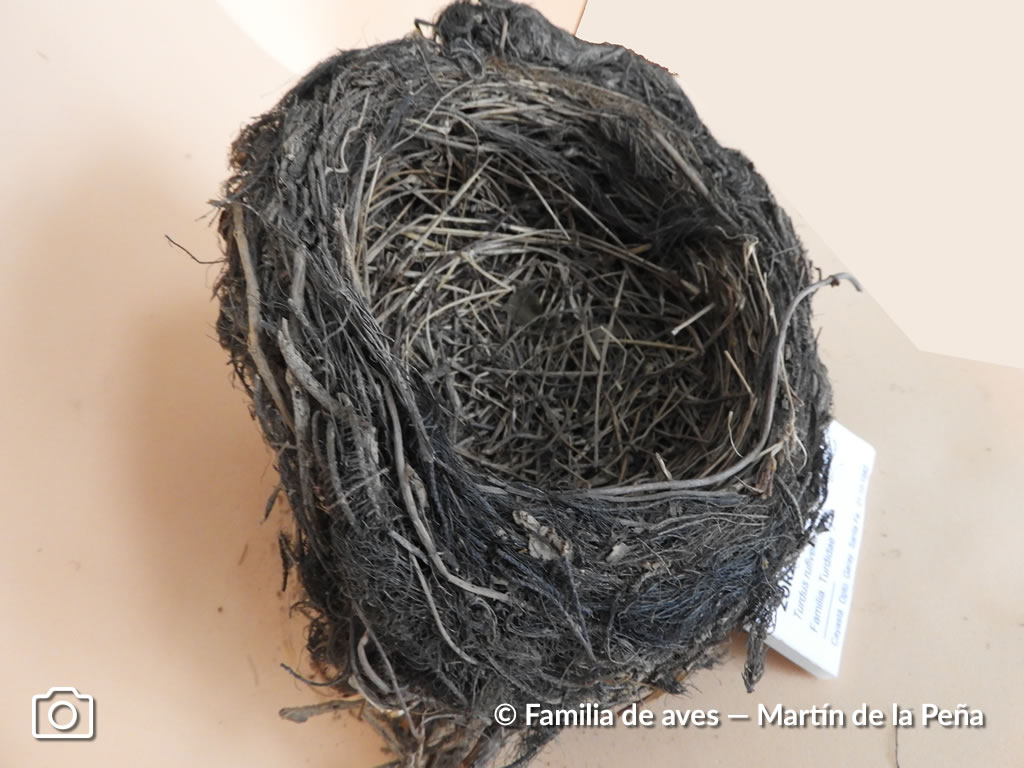 Zorzal Colorado – Aves Argentinas