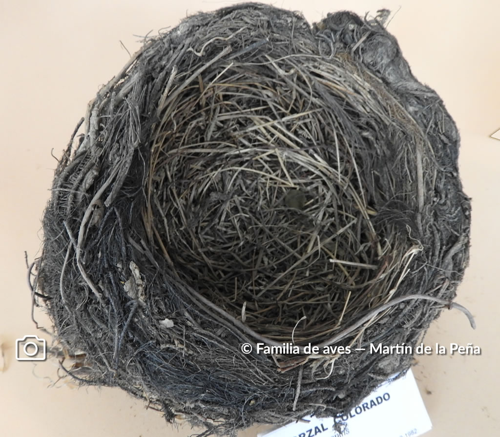 Zorzal Colorado – Aves Argentinas