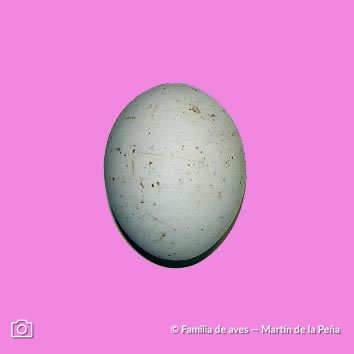 Huevos – Aves Argentinas