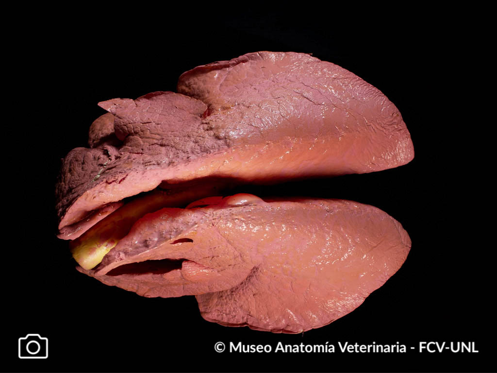 Sistema Respiratorio – Museo Anatomía Veterinaria