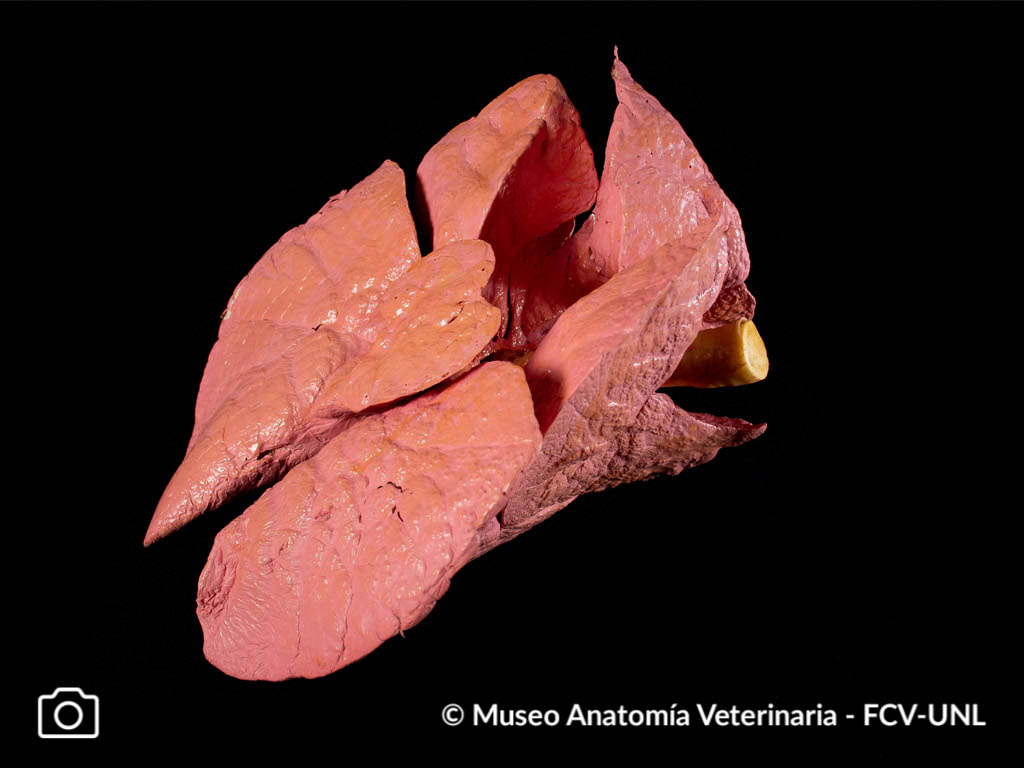 Sistema Respiratorio – Museo Anatomía Veterinaria