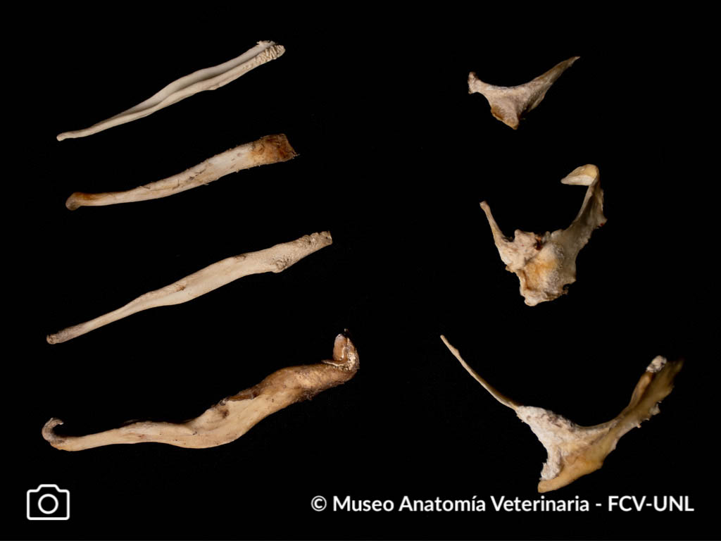 Esplácnico – Museo Anatomía Veterinaria