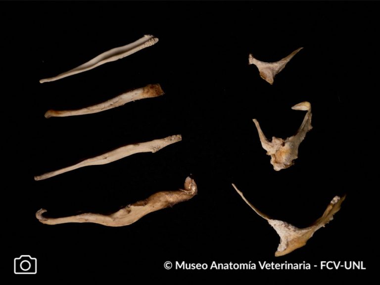 Esplácnico – Museo Anatomía Veterinaria